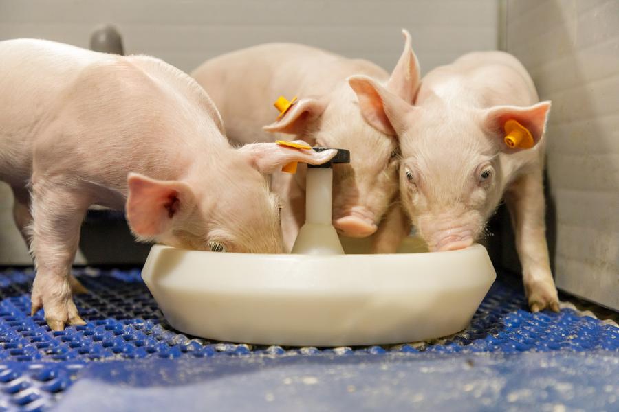 Effective weaning: a Pre-and post-weaning nutritional approach - Earlyfeed