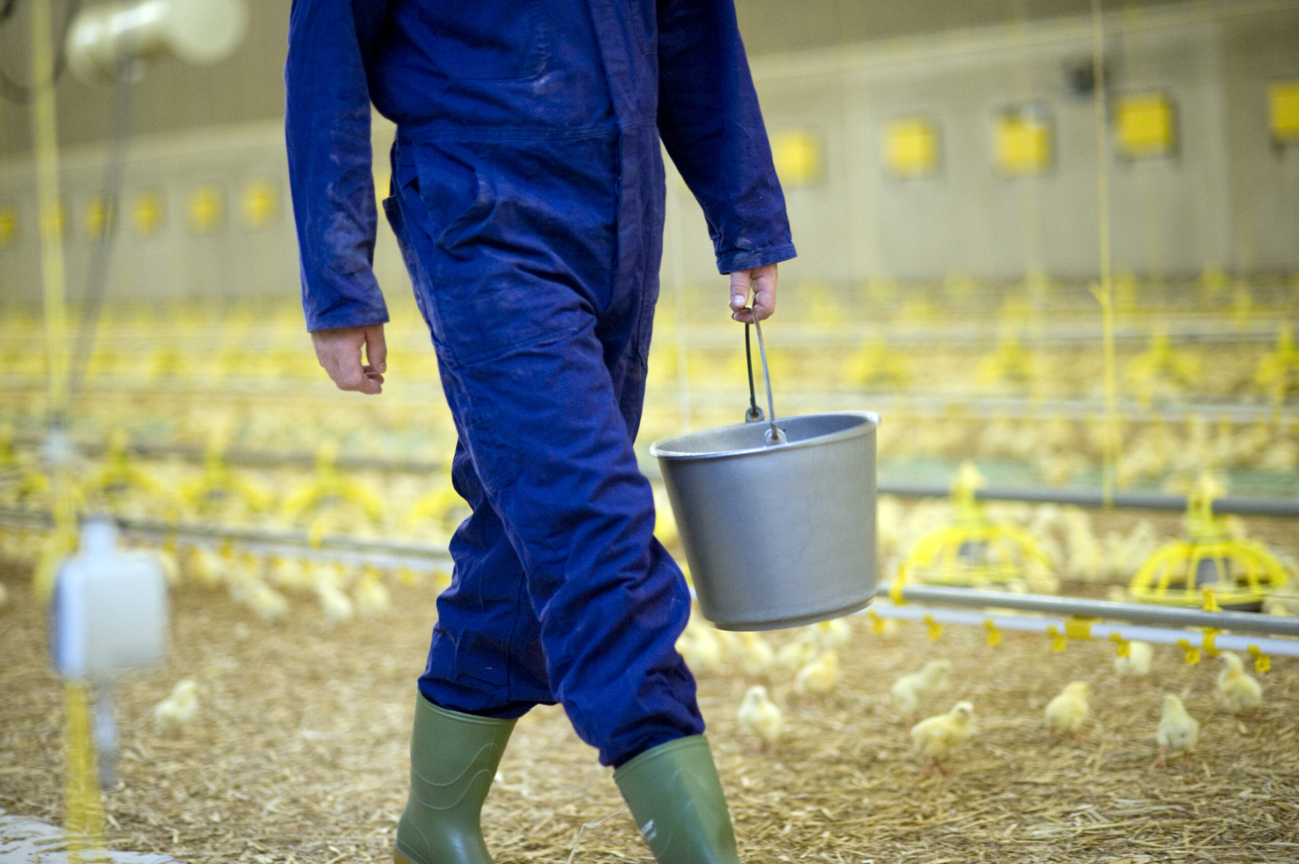 The importance of early feeding - Earlyfeed