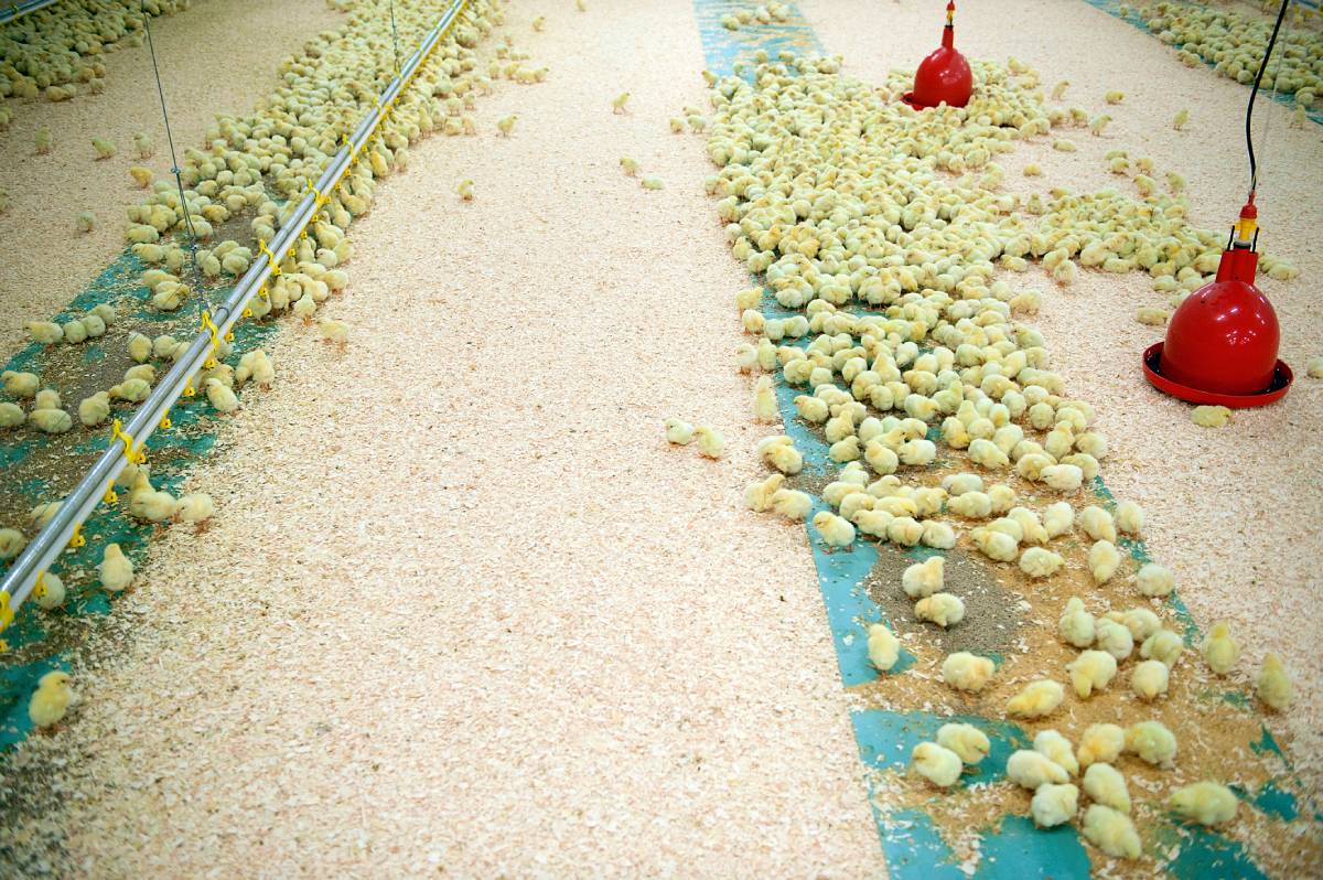 Preparing a home for day-old chicks: Climate and ventilation - Earlyfeed
