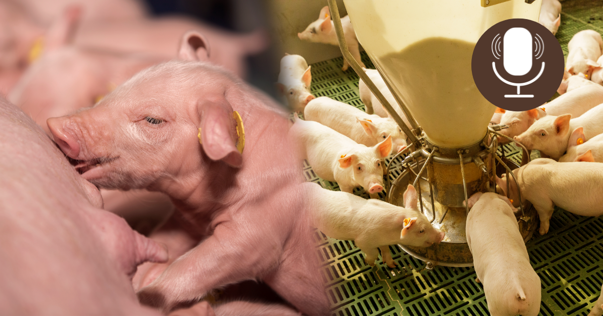 A flavorful new angle to the piglet feed intake strategy - Earlyfeed