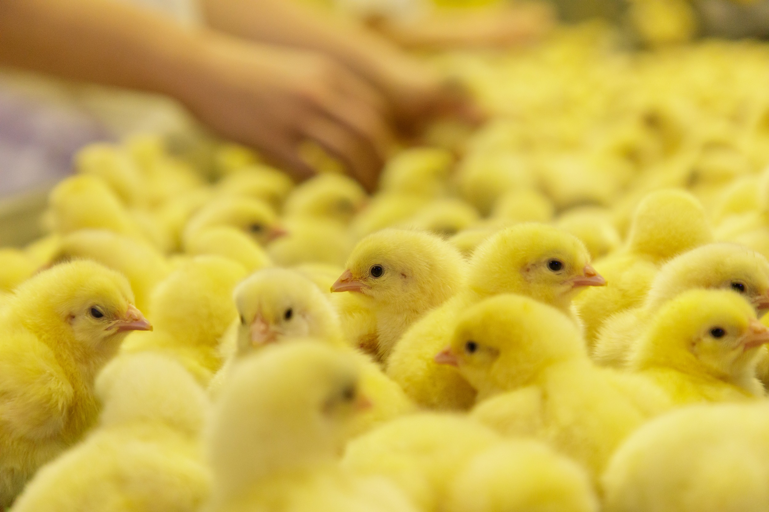 The growing role of digital tools in modern poultry farming - Earlyfeed