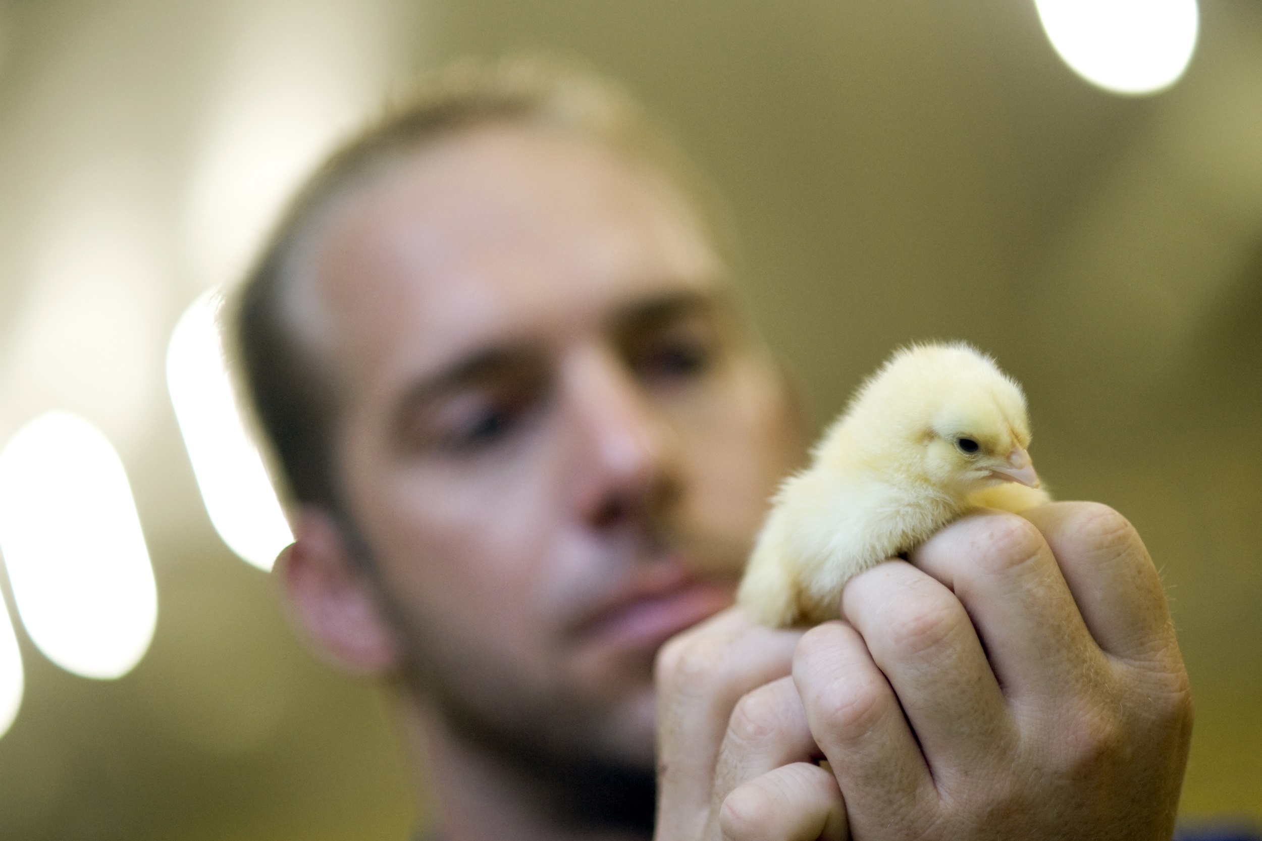 What stockmen need to know for chicks to thrive - Earlyfeed