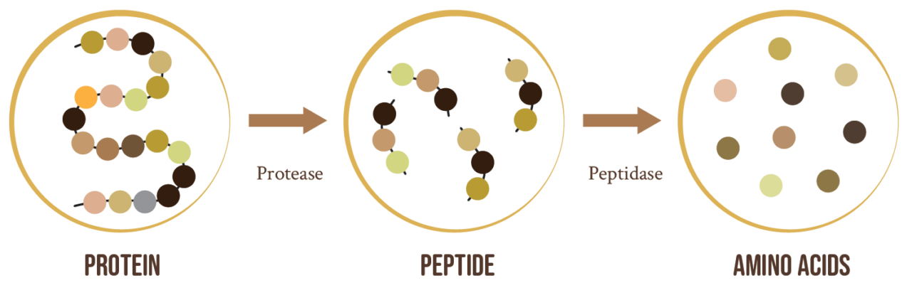 The foundational principles of protein in the poultry diet - Earlyfeed