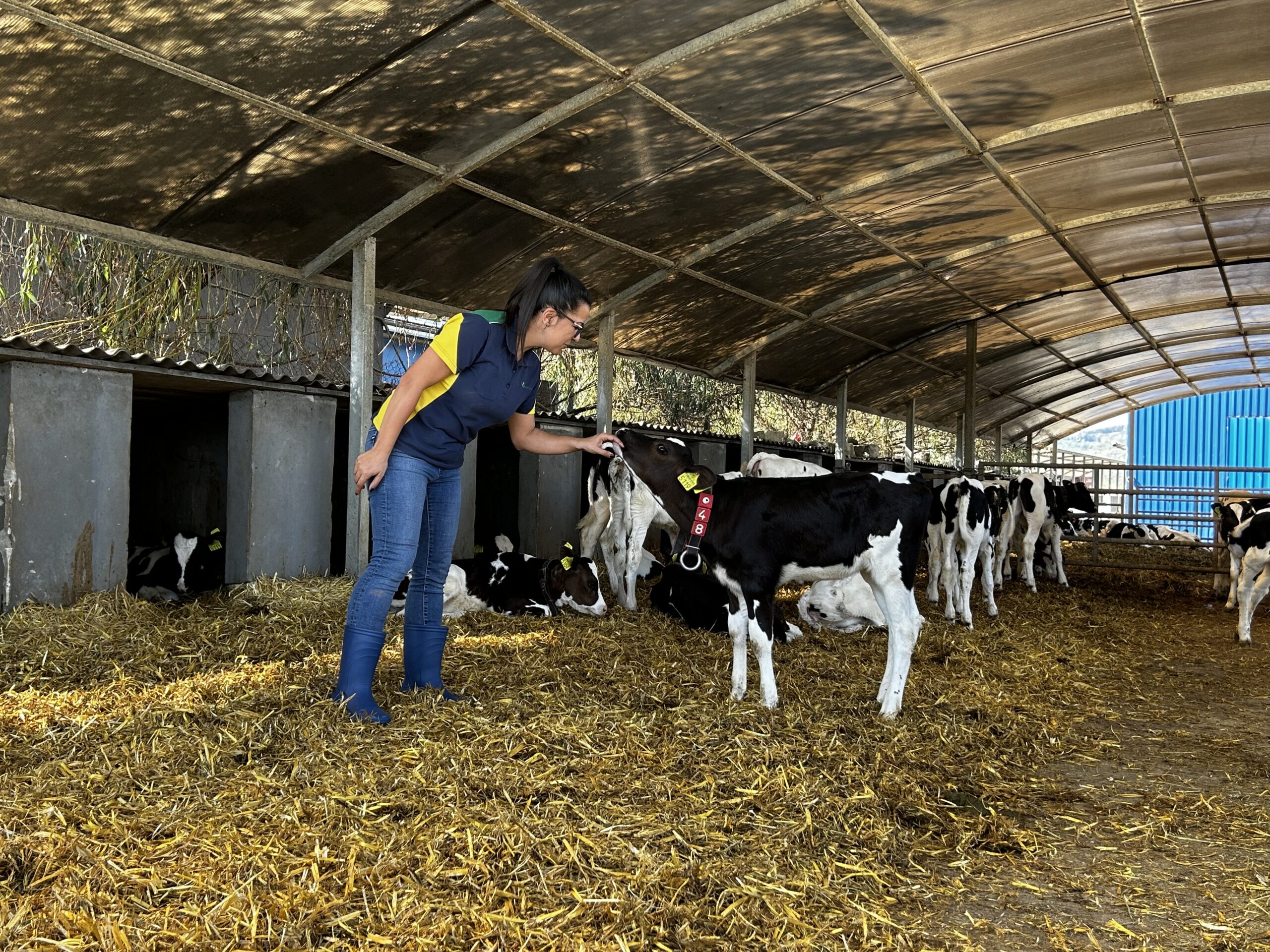 Today’s newborn calf is tomorrow’s cow - Earlyfeed